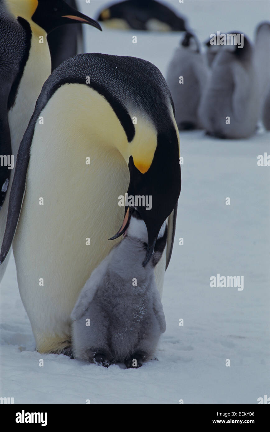Emperor penguin chick freezing hi-res stock photography and images - Alamy