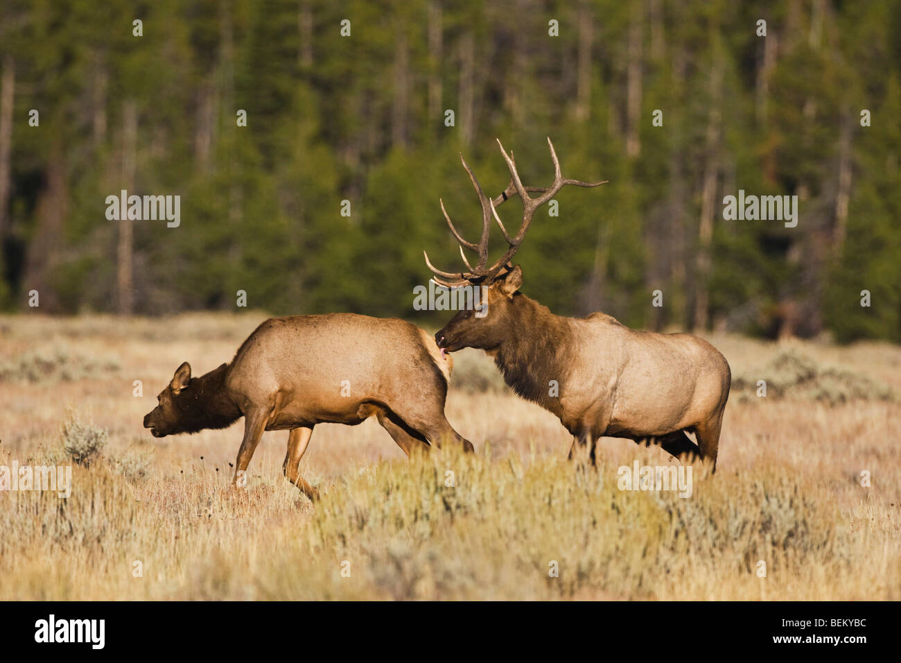 Elk, Wapiti (Cervus elaphus), bull smelling cow, Yellowstone NP,Wyoming ...