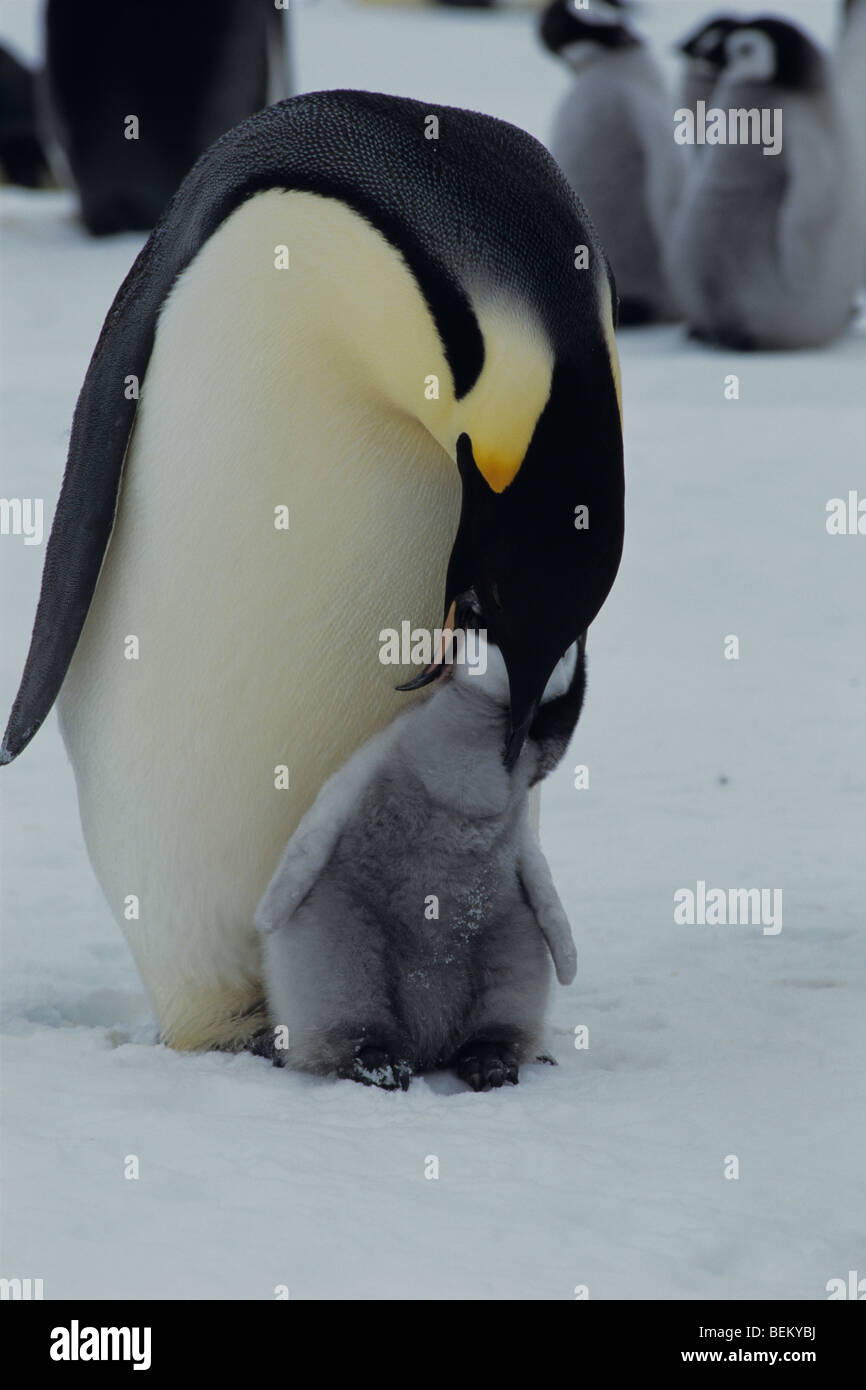 EMPEROR PENGUIN WITH CHICK, ANTARCTIC Stock Photo - Alamy