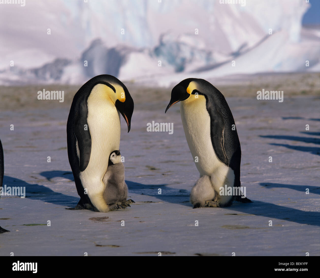 EMPEROR PENGUIN FAMILY, ANTARCTIC Stock Photo - Alamy