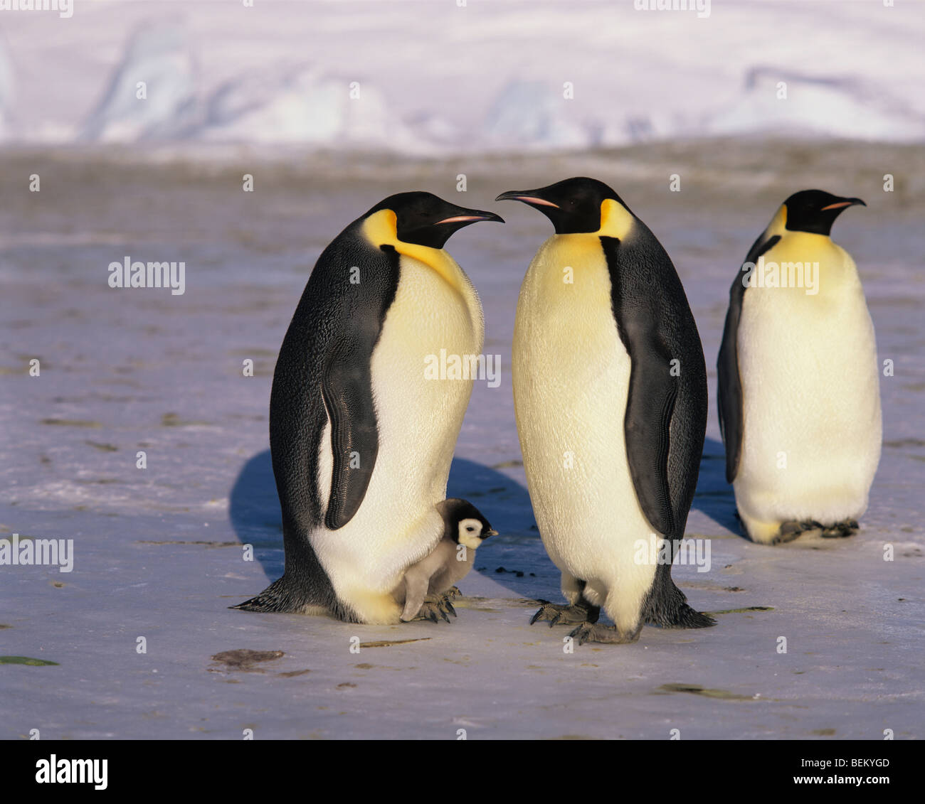 EMPEROR PENGUIN FAMILY, ANTARCTIC Stock Photo - Alamy