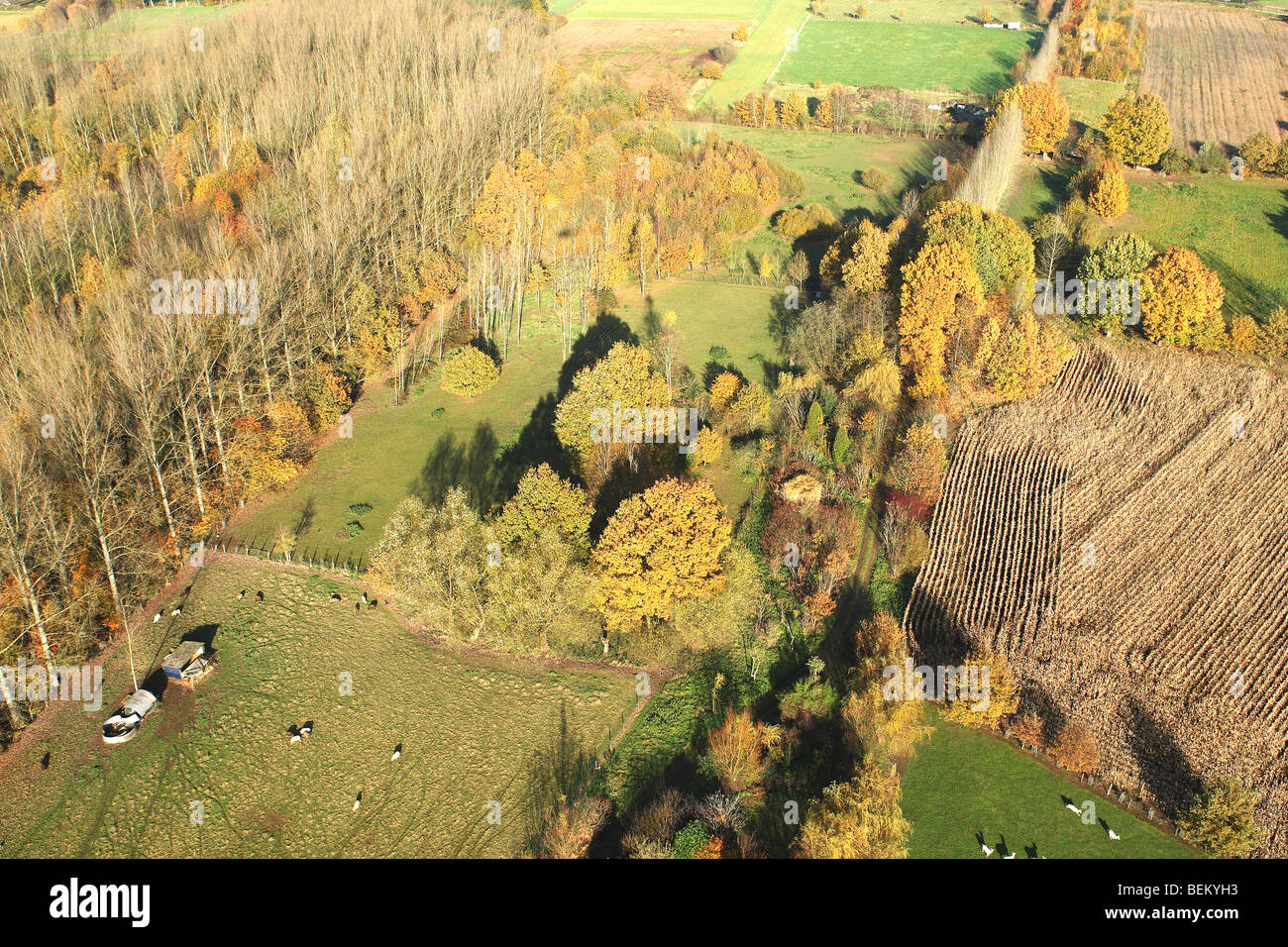 Mixed forest with Oak (Quercus robur) Beech (Fagus sylvatica) and ...
