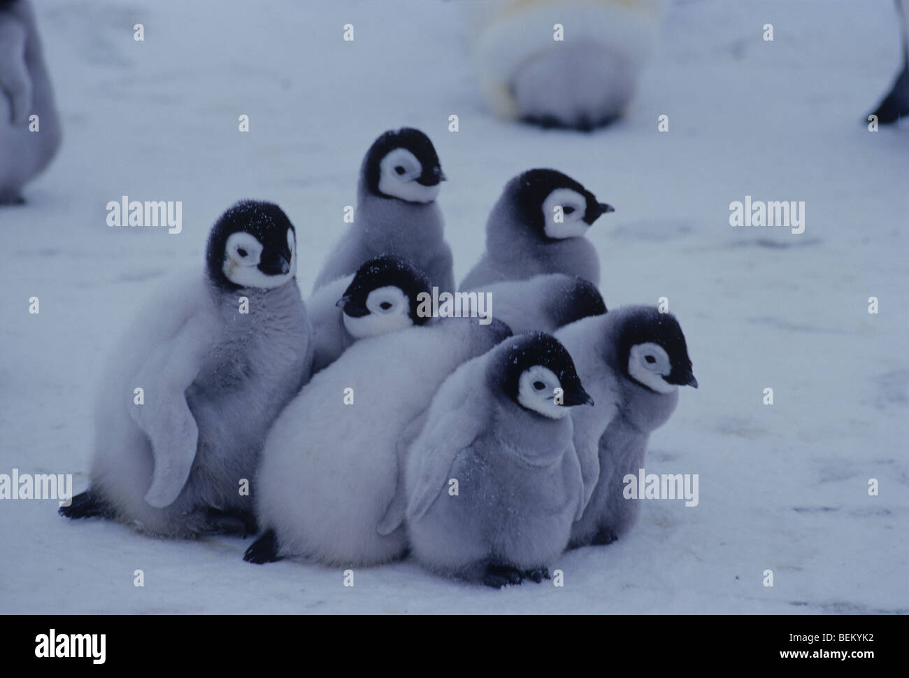 EMPEROR PENGUIN CHICKS, ANTARCTIC Stock Photo - Alamy