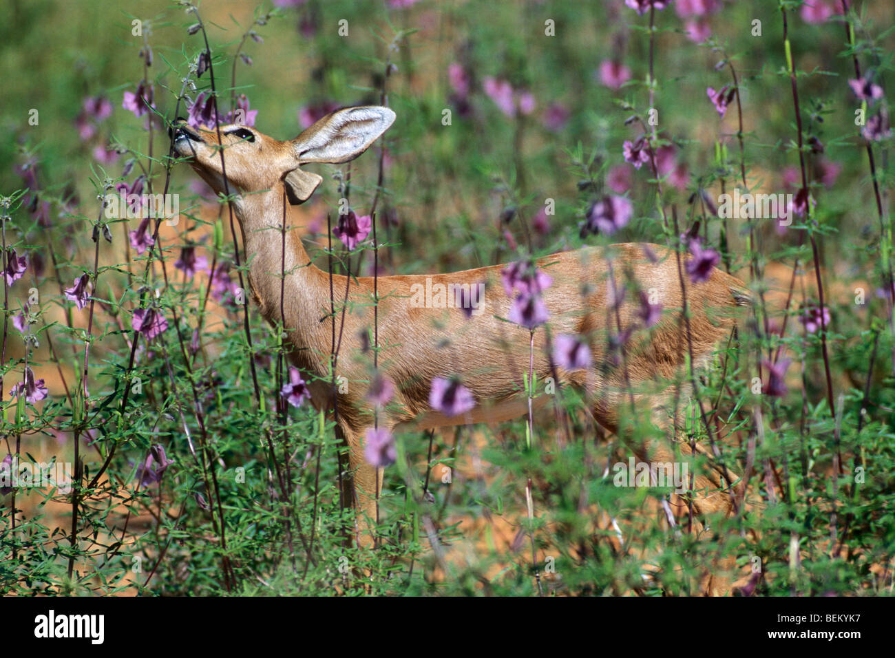 Steenbok (Raphicerus campestris) eating flowers in the Kalahari desert ...