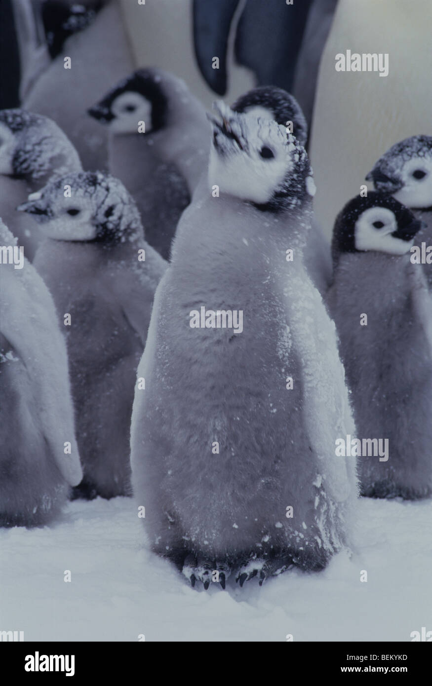 EMPEROR PENGUIN CHICKS, ANTARCTIC Stock Photo - Alamy