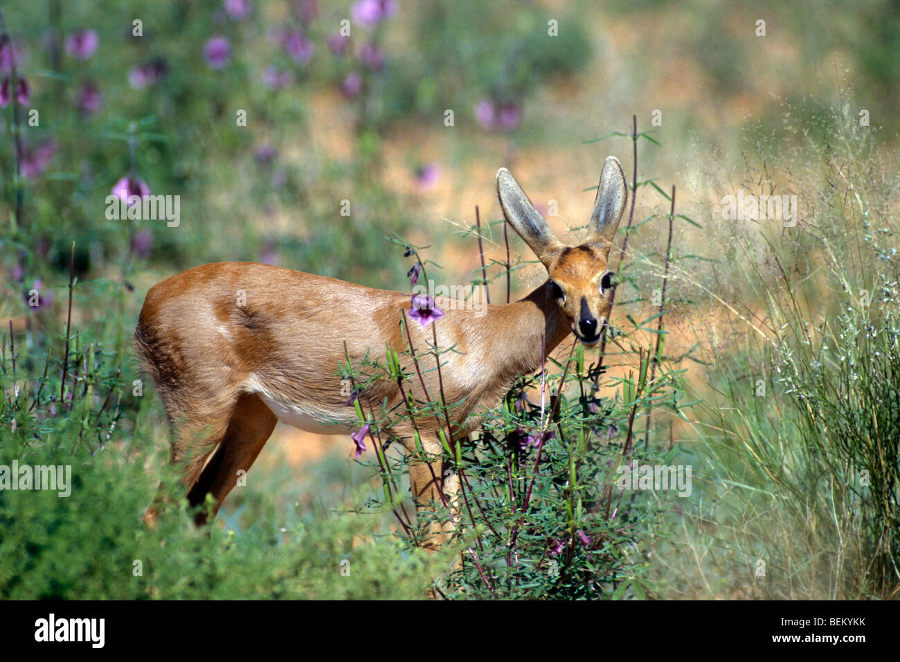 Steenbok (Raphicerus campestris) eating Thunderbolt flowers in the ...