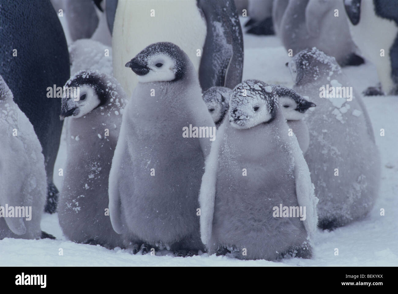 EMPEROR PENGUIN CHICKS, ANTARCTIC Stock Photo - Alamy
