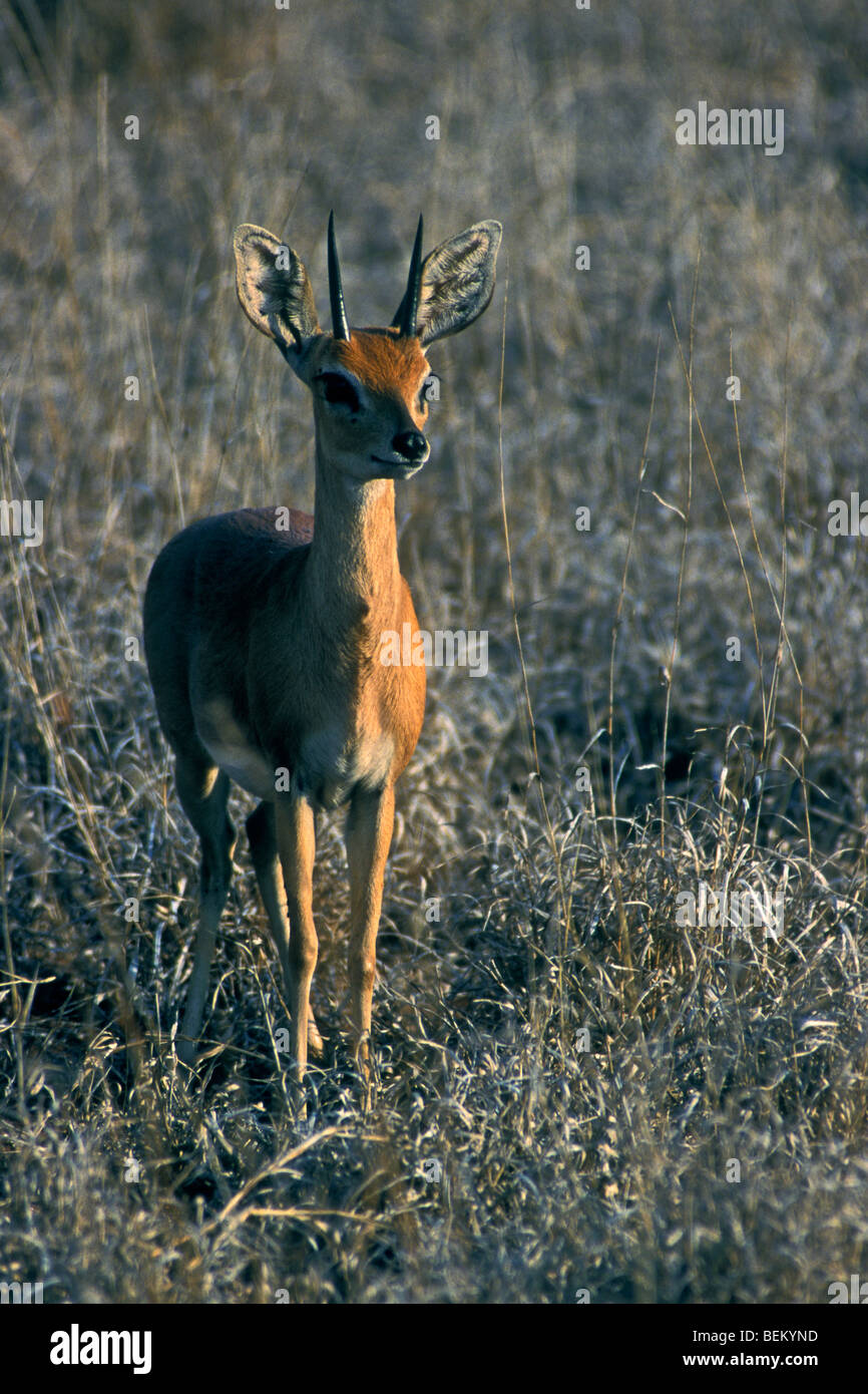 Steenbok (Raphicerus campestris) in grassland on the savanna, Kruger ...
