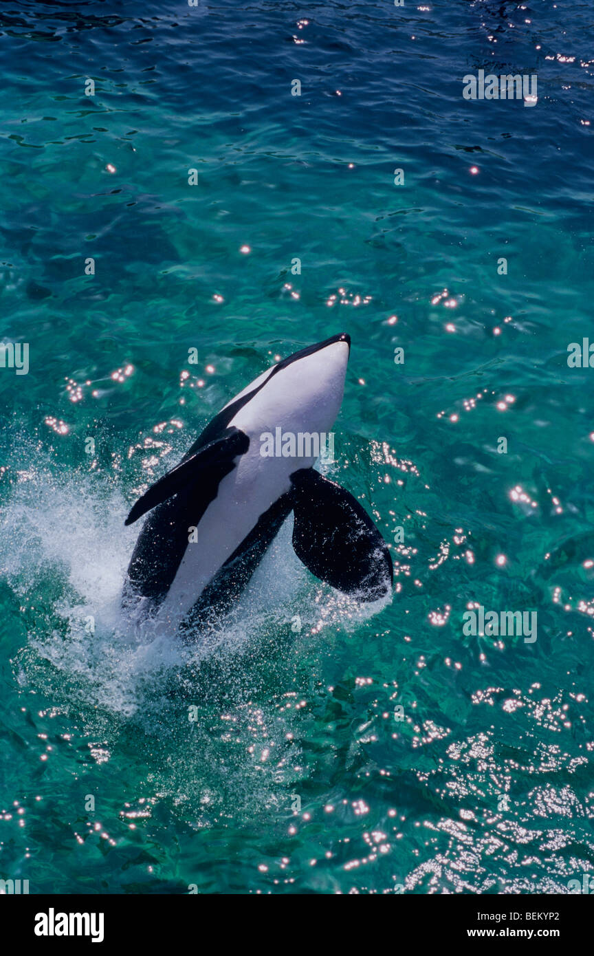 ORCA, KILLER WHALE JUMPING, JAPAN Stock Photo - Alamy