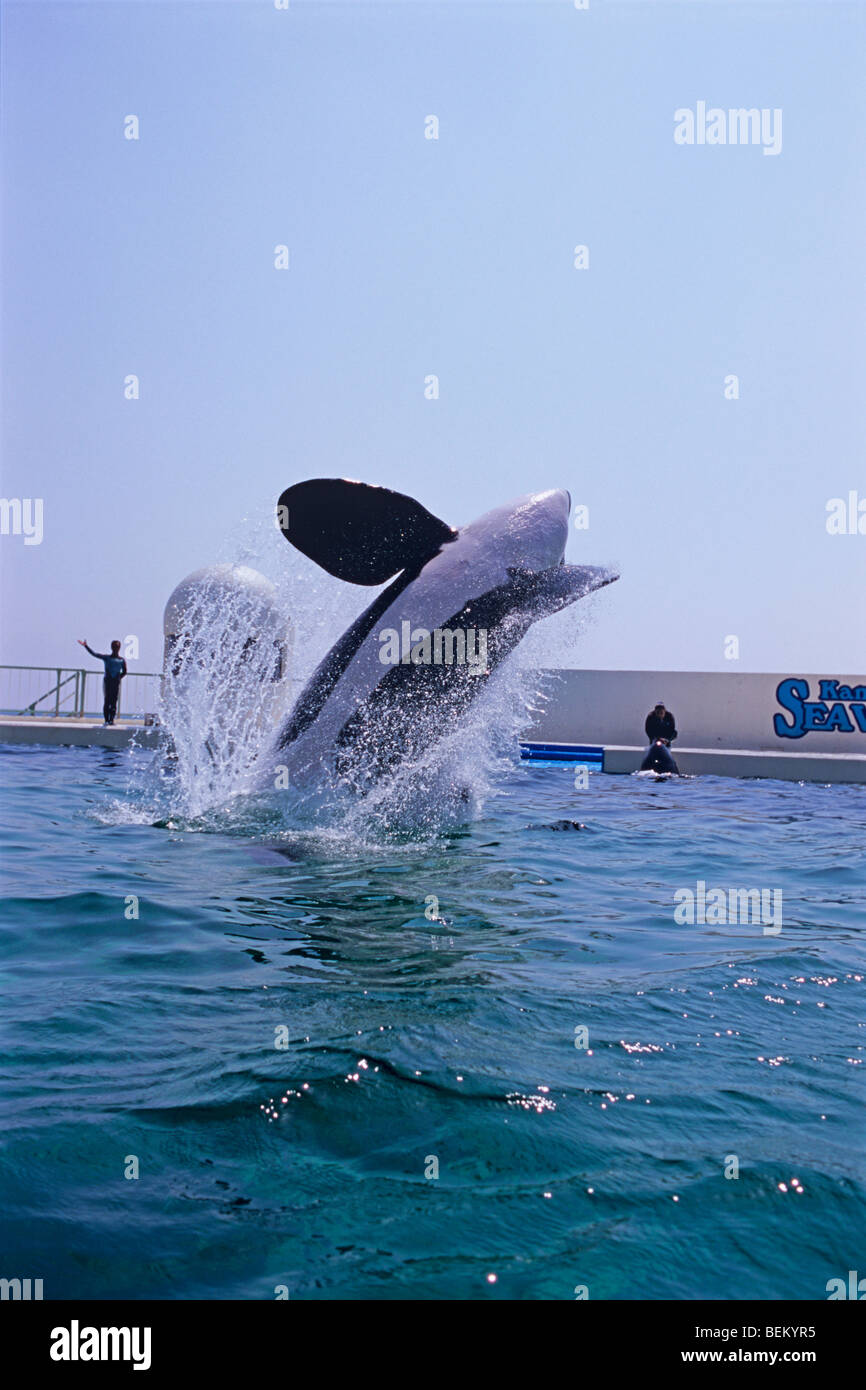 Orca killer whale jumping japan hi-res stock photography and images - Alamy