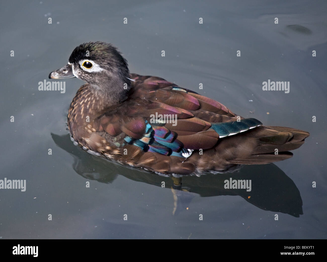 American Wood Duck Female (aix sponsa Stock Photo - Alamy