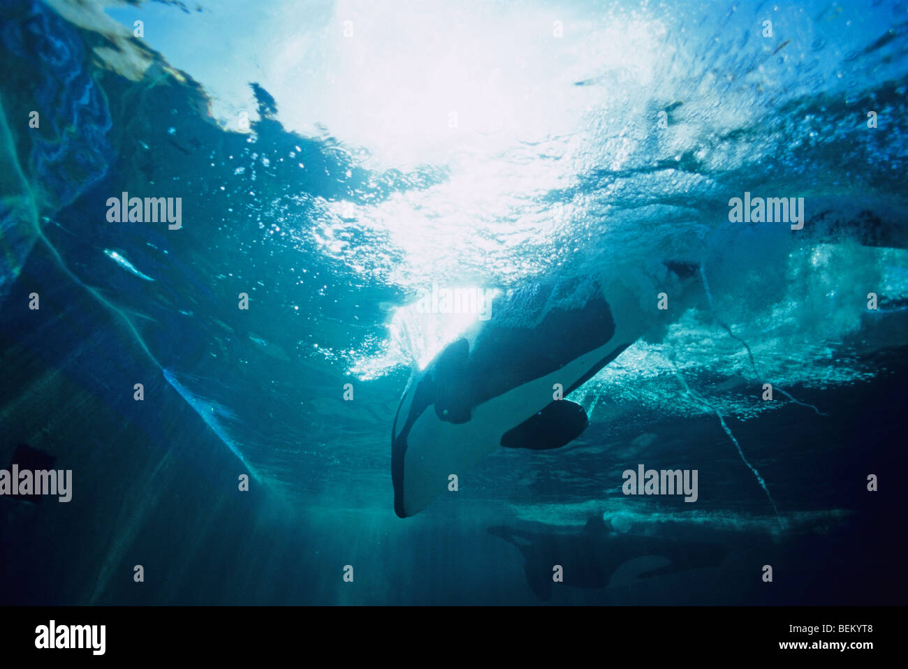 ORCA, KILLER WHALE JUMPING INTO THE WATER, JAPAN Stock Photo - Alamy