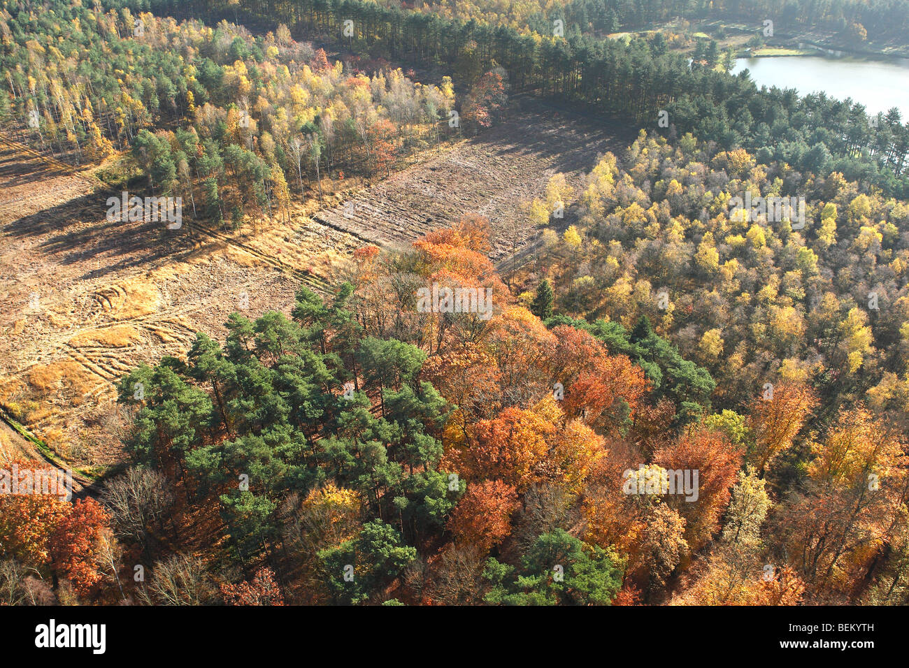 Mixed forest with Oak (Quercus robur), Beech (Fagus sylvatica) and ...