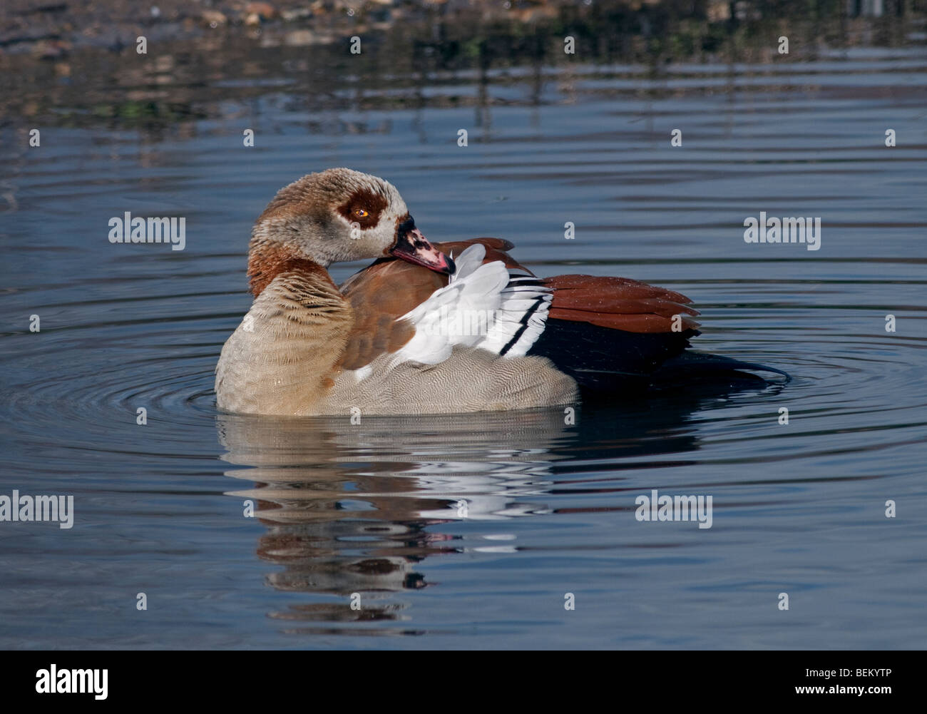 Egyptian Goose (alopochen aegyptiacus Stock Photo - Alamy