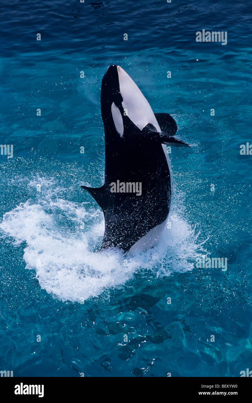 Orca killer whale jumping japan hi-res stock photography and images - Alamy