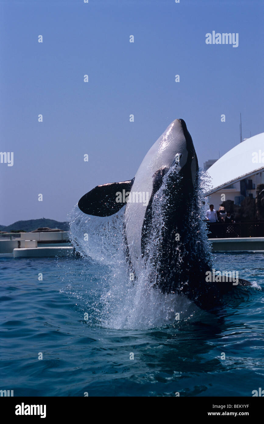 ORCA, KILLER WHALE JUMPING, JAPAN Stock Photo - Alamy