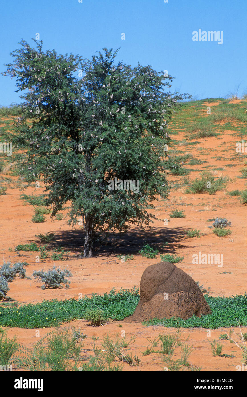 Termite mound of Snouted Harvester Termites and Camelthorn tree in ...