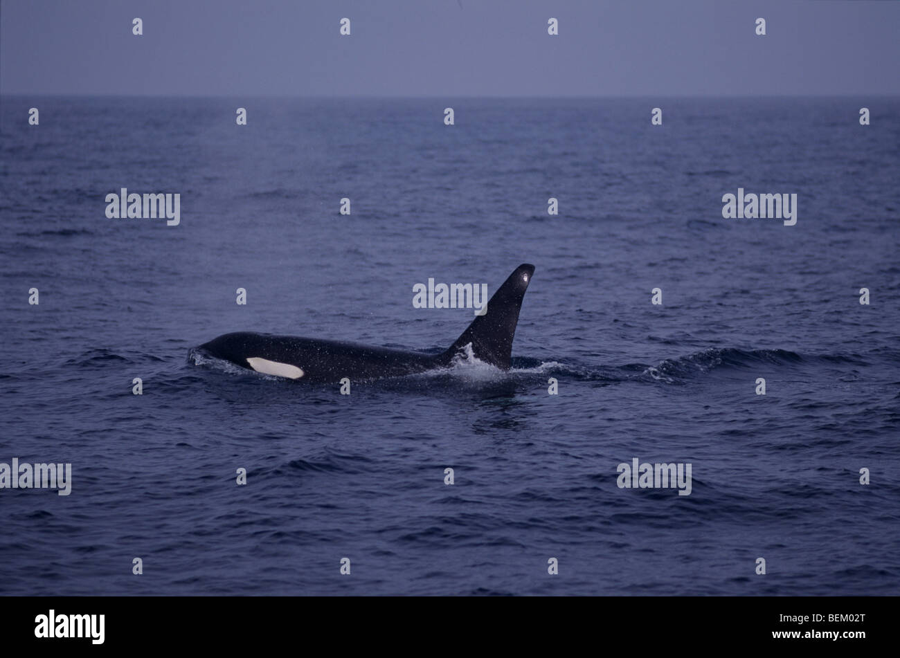 ORCA, KILLER WHALE BREATHING, MONTEREY BAY, CALIFORNIA, U.S.A Stock ...