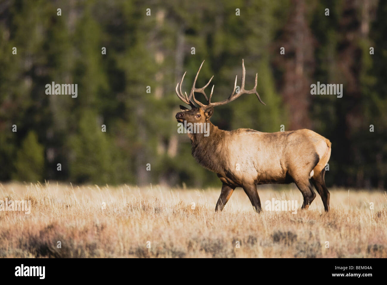 Elk side view animal photo and image hi-res stock photography and ...