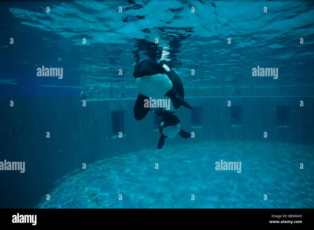 ORCAS, KILLER WHALE CALF AND MOTHER Stock Photo - Alamy