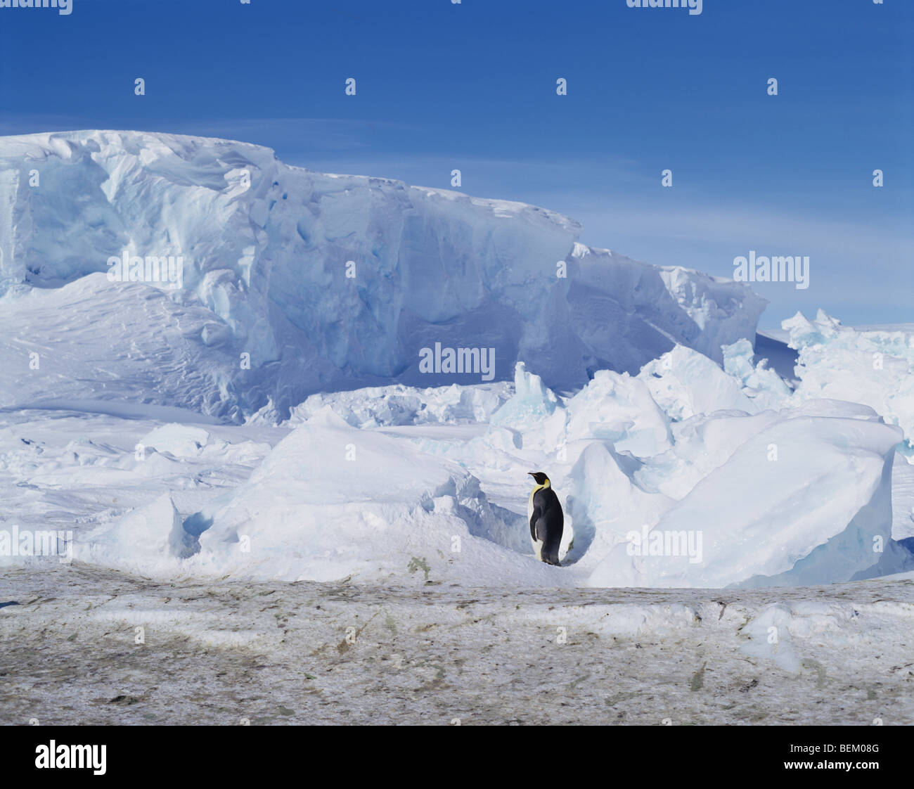 EMPEROR PENGUIN, ANTARCTIC Stock Photo - Alamy