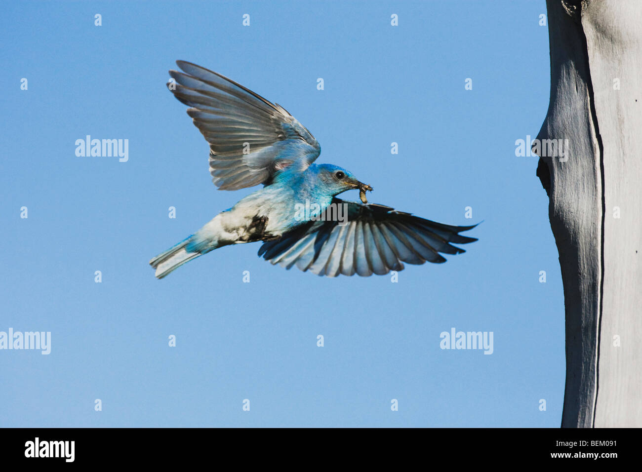 Mountain Bluebird (Sialia currucoides), male landing at nesting cavity ...