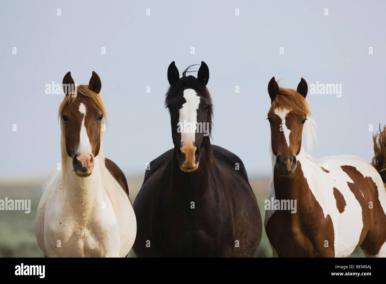 Mustang Horse (Equus caballus), herd, Pryor Mountain Wild Horse Range ...
