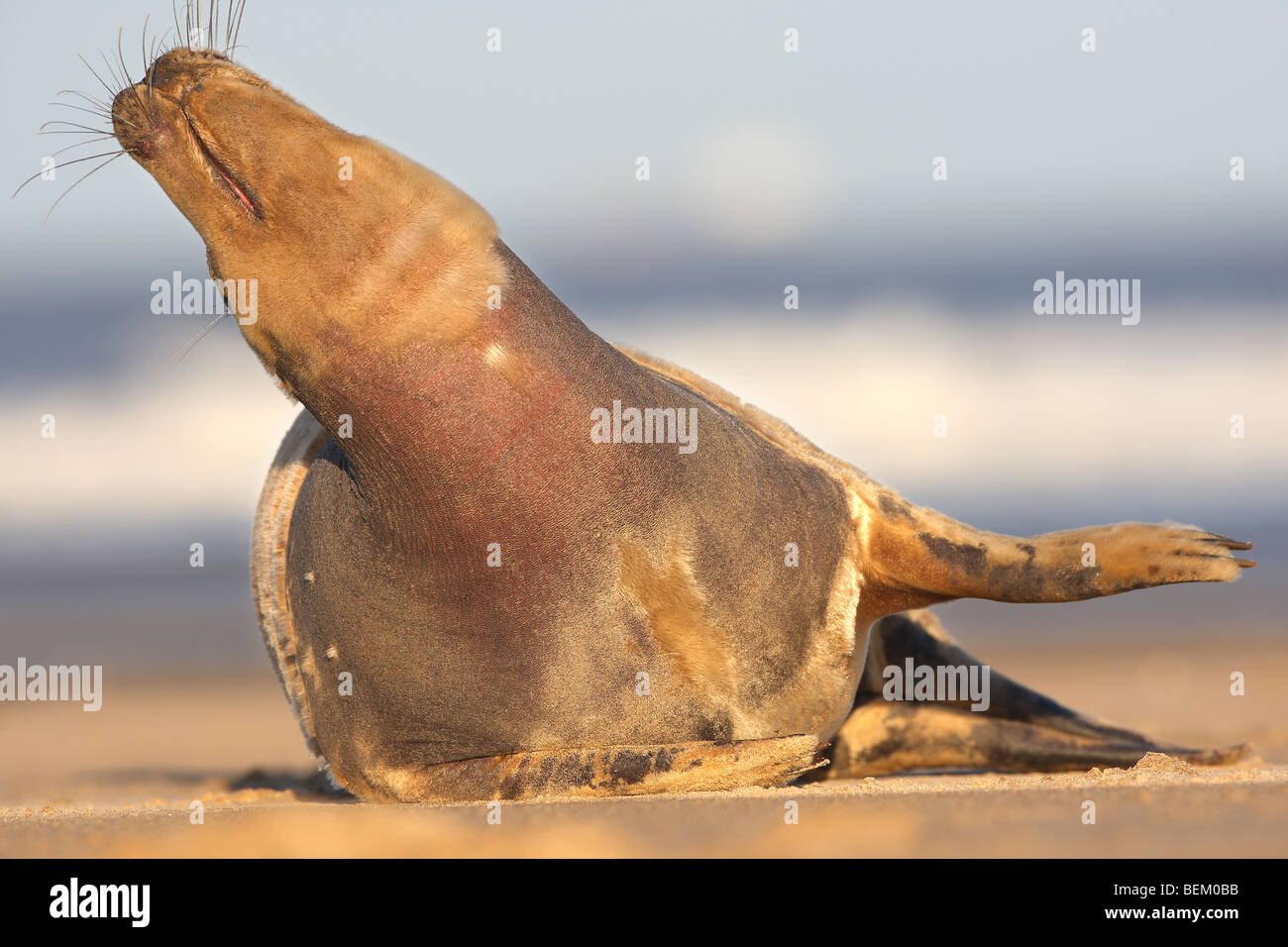 Seal look hi-res stock photography and images - Alamy