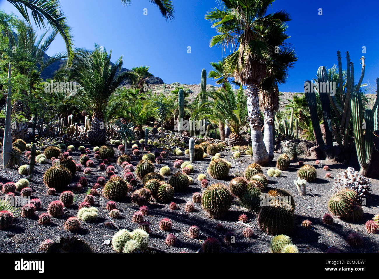 The biggest of the canaries hi-res stock photography and images - Alamy