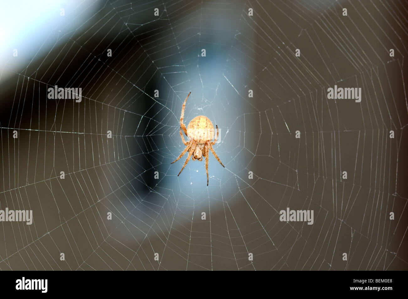 Spider in the center of its spider web Stock Photo - Alamy