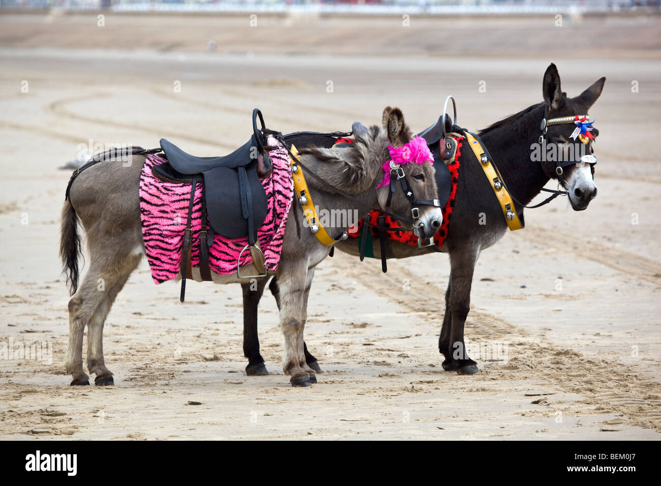 Donkeys on Blackpool Beach England Stock Photo - Alamy