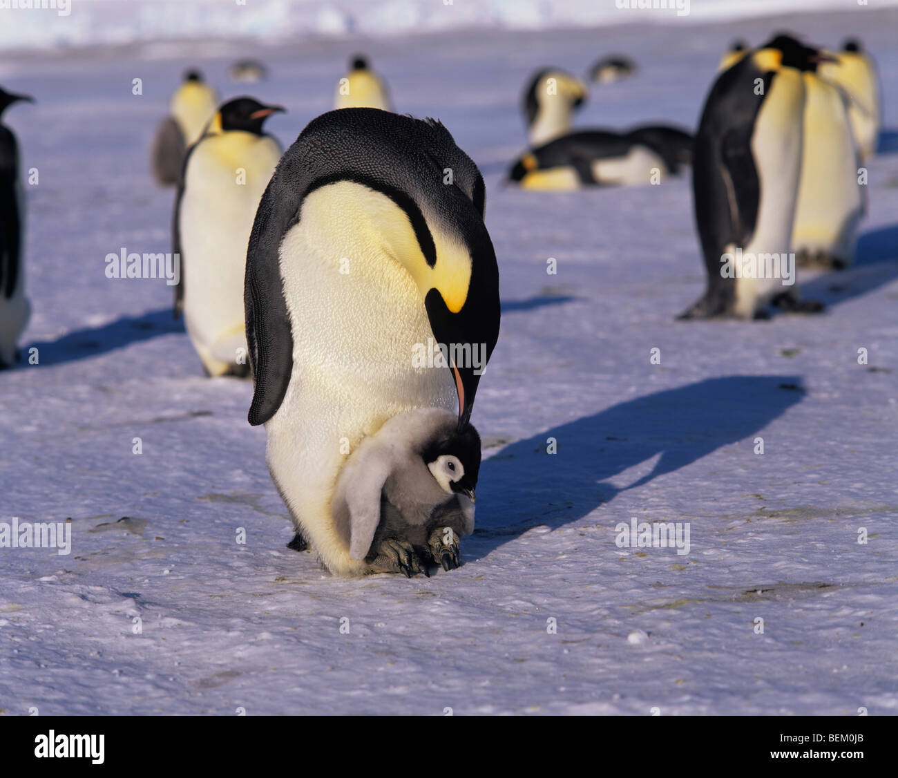 Emperor penguin chick on parents hi-res stock photography and images ...