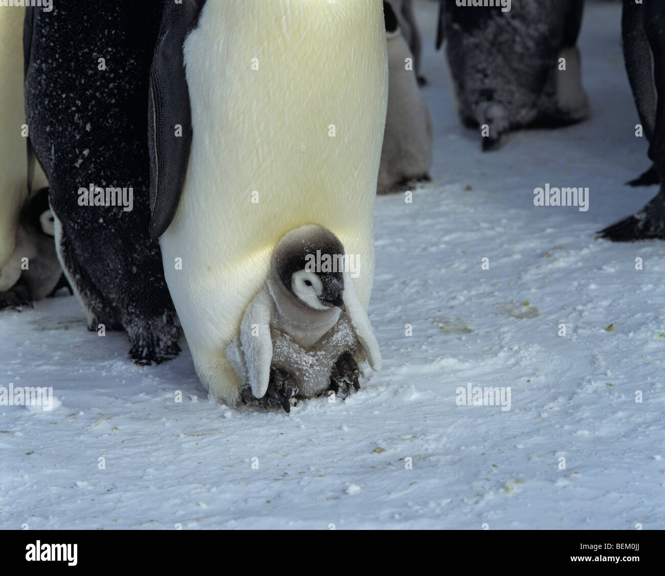 Emperor Penguin Face On High Resolution Stock Photography and Images ...