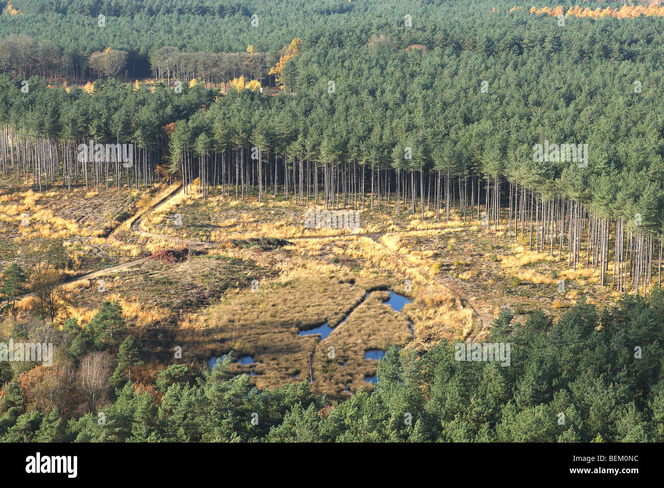 Deforestation of pine forest, forest transformation and development of ...