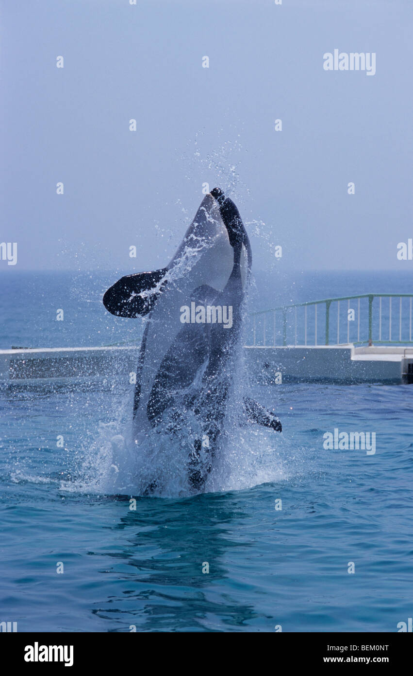 Orca killer whale jumping japan hi-res stock photography and images - Alamy