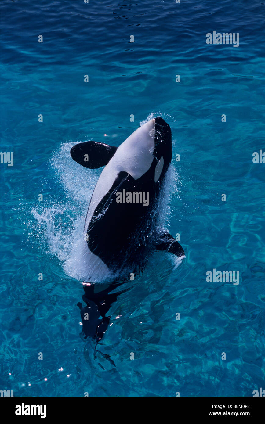 ORCA, KILLER WHALE JUMPING, JAPAN Stock Photo - Alamy