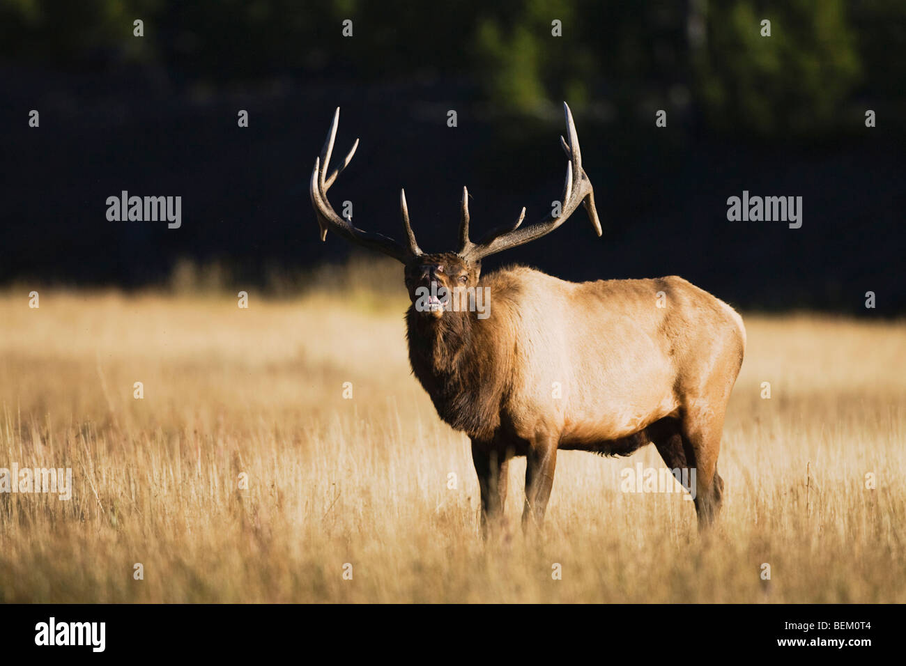 Elk side view animal photo and image hi-res stock photography and ...
