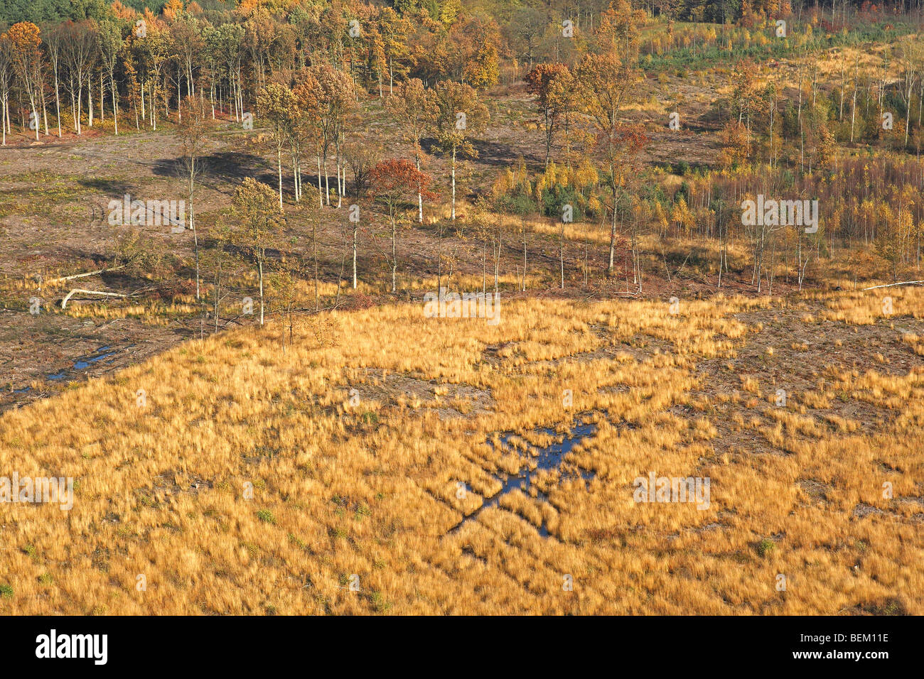 Deforestation of pine forest, forest transformation and development of ...