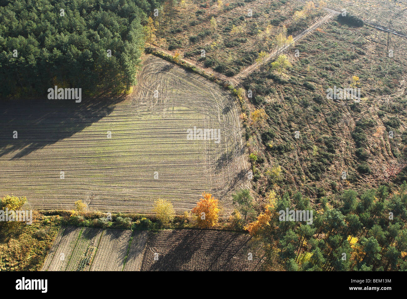 Deforestation of pine forest, forest transformation and development of ...