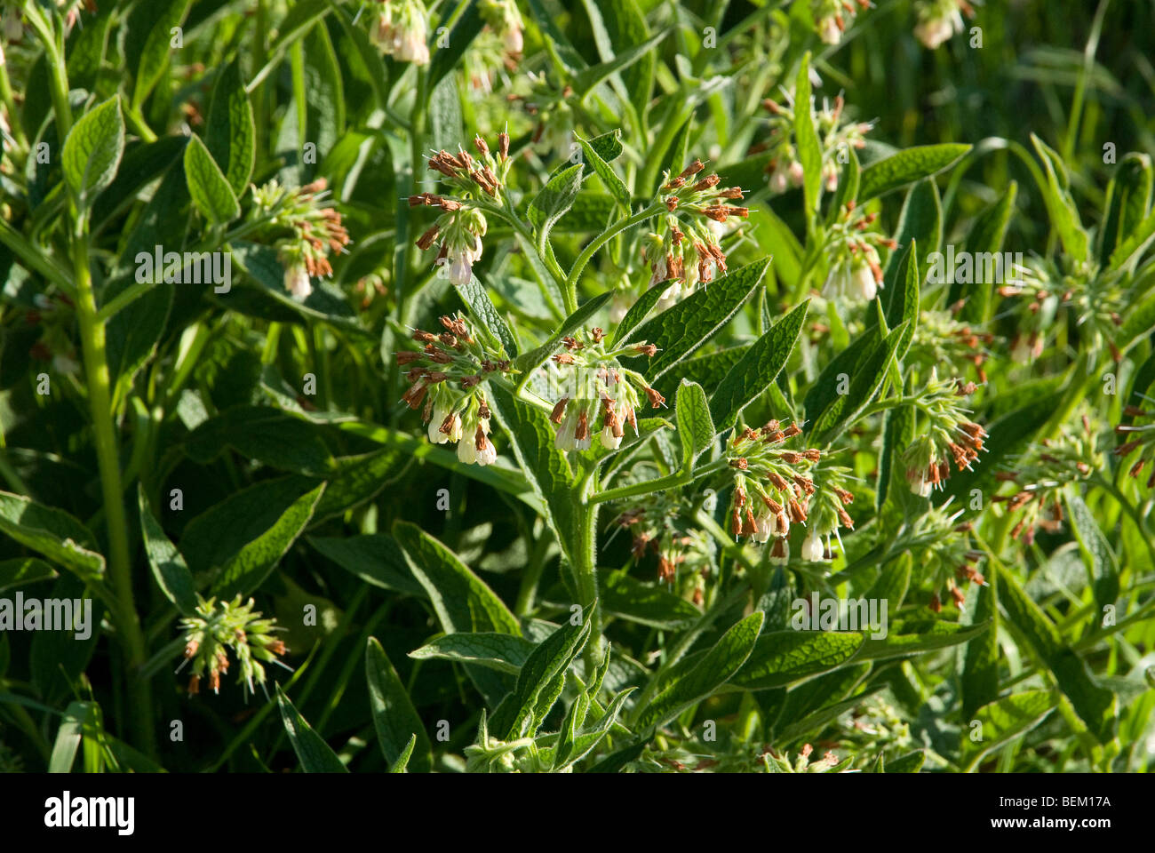 Comfrey plant hi-res stock photography and images - Alamy