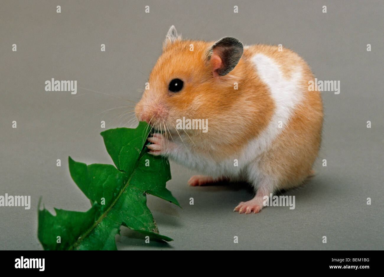 Golden hamster eat food hi-res stock photography and images - Alamy