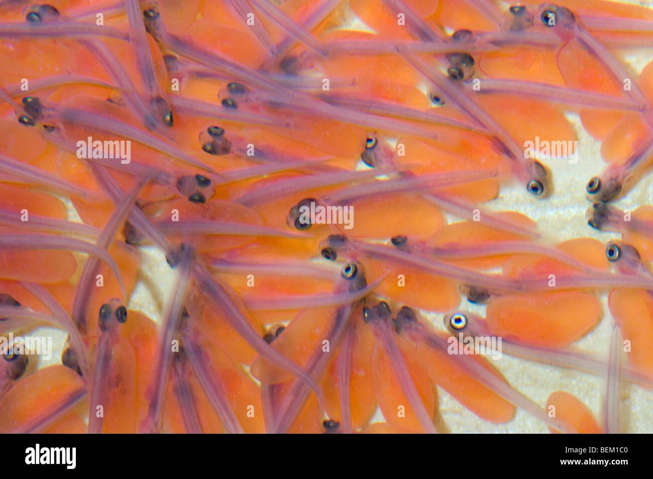 What Do Fish Eat? Beginner's Guide On Types Of Fish Food, 52% OFF