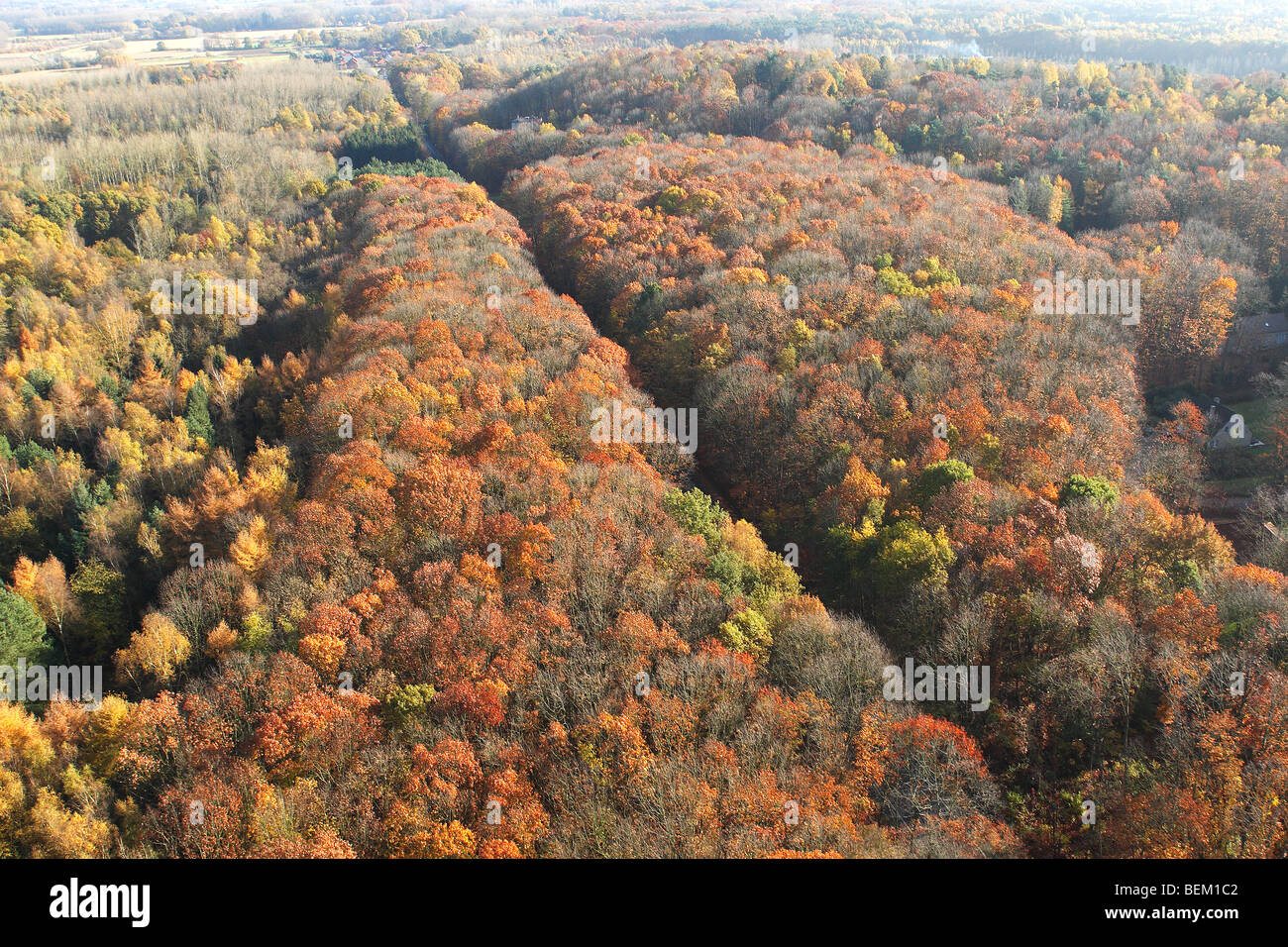 Mixed forest with Beech (Fagus sylvatica) and avenue in autumn from the ...