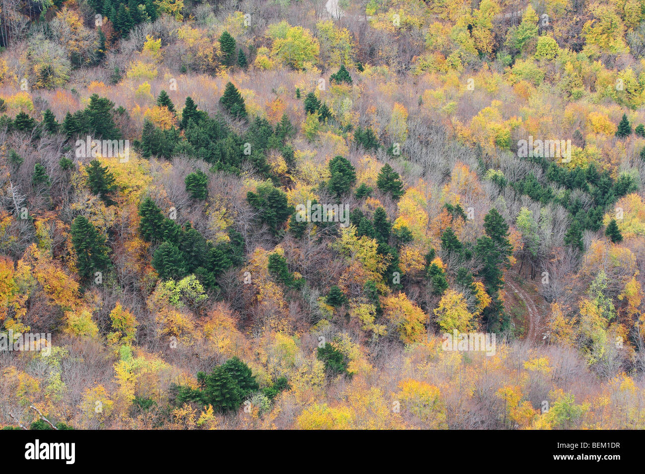 Birch tree on mountain slope hi-res stock photography and images - Alamy