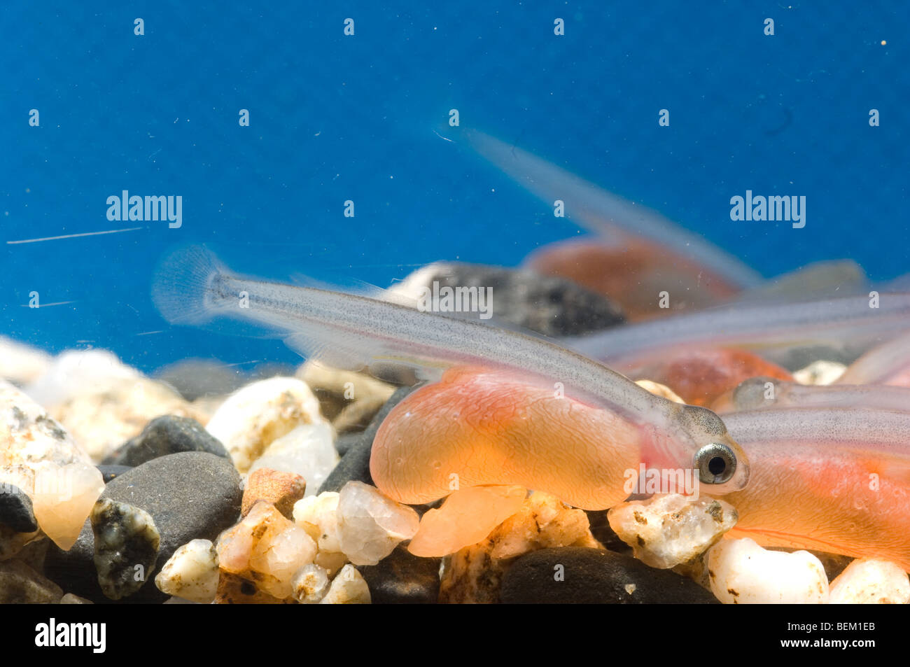 Salmon parr hi-res stock photography and images - Alamy