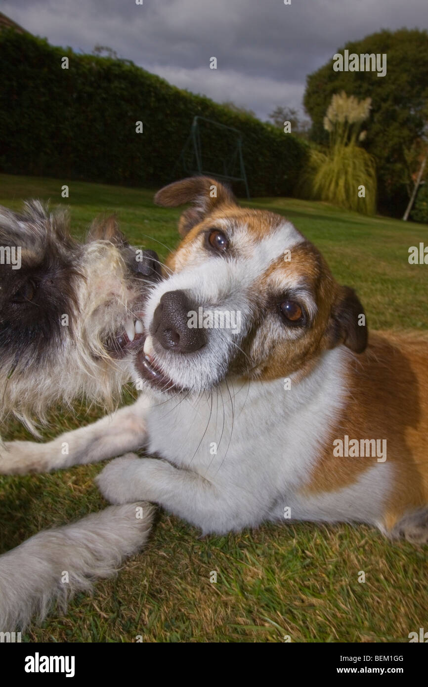 Jack Russell Terriers playing, biting his cheek Stock Photo - Alamy