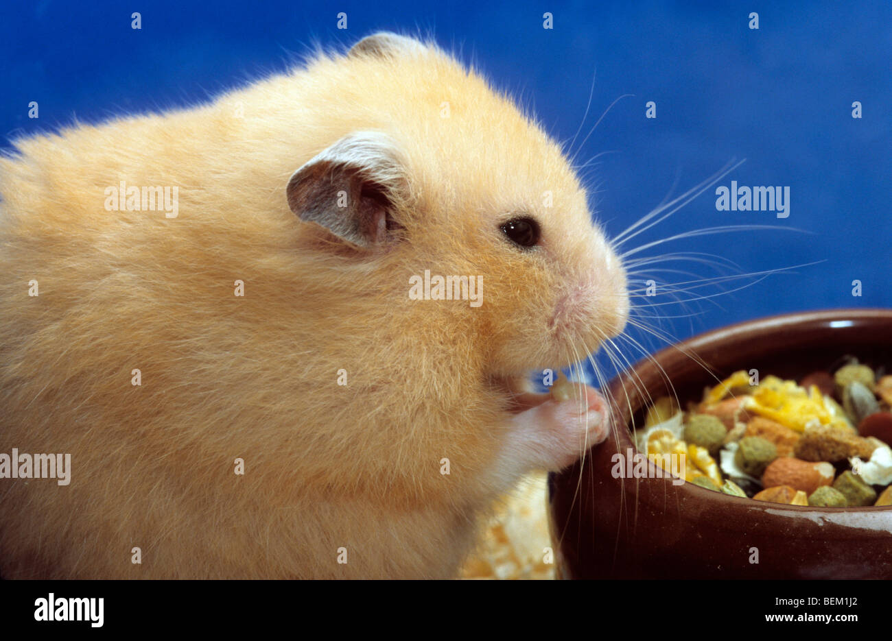 Golden hamster eat food hi-res stock photography and images - Alamy