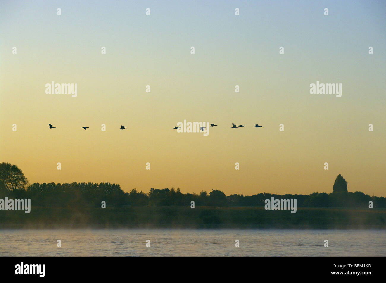 Geese flying over River Waal (Rhine) during misty autumn sunrise at ...