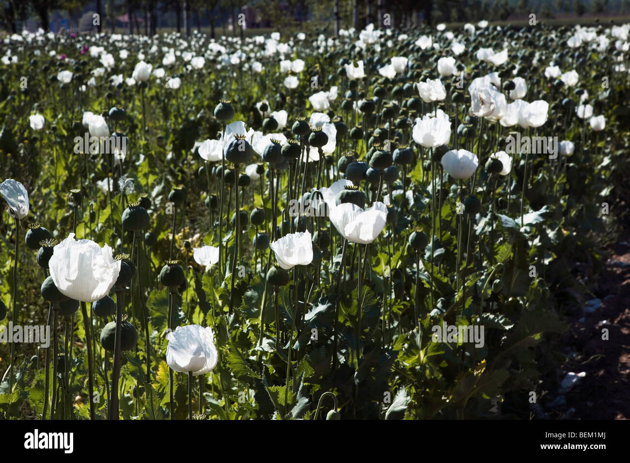 Opium-poppy field, Sï¿½gï¿½tlï¿½, Turkey, Europe Stock Photo - Alamy