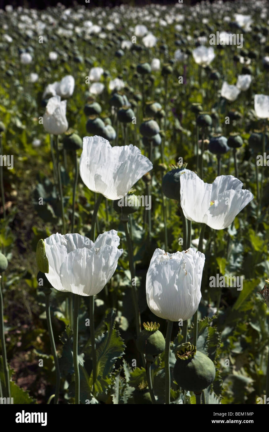 Opium-poppy field, Sï¿½gï¿½tlï¿½, Turkey, Europe Stock Photo - Alamy